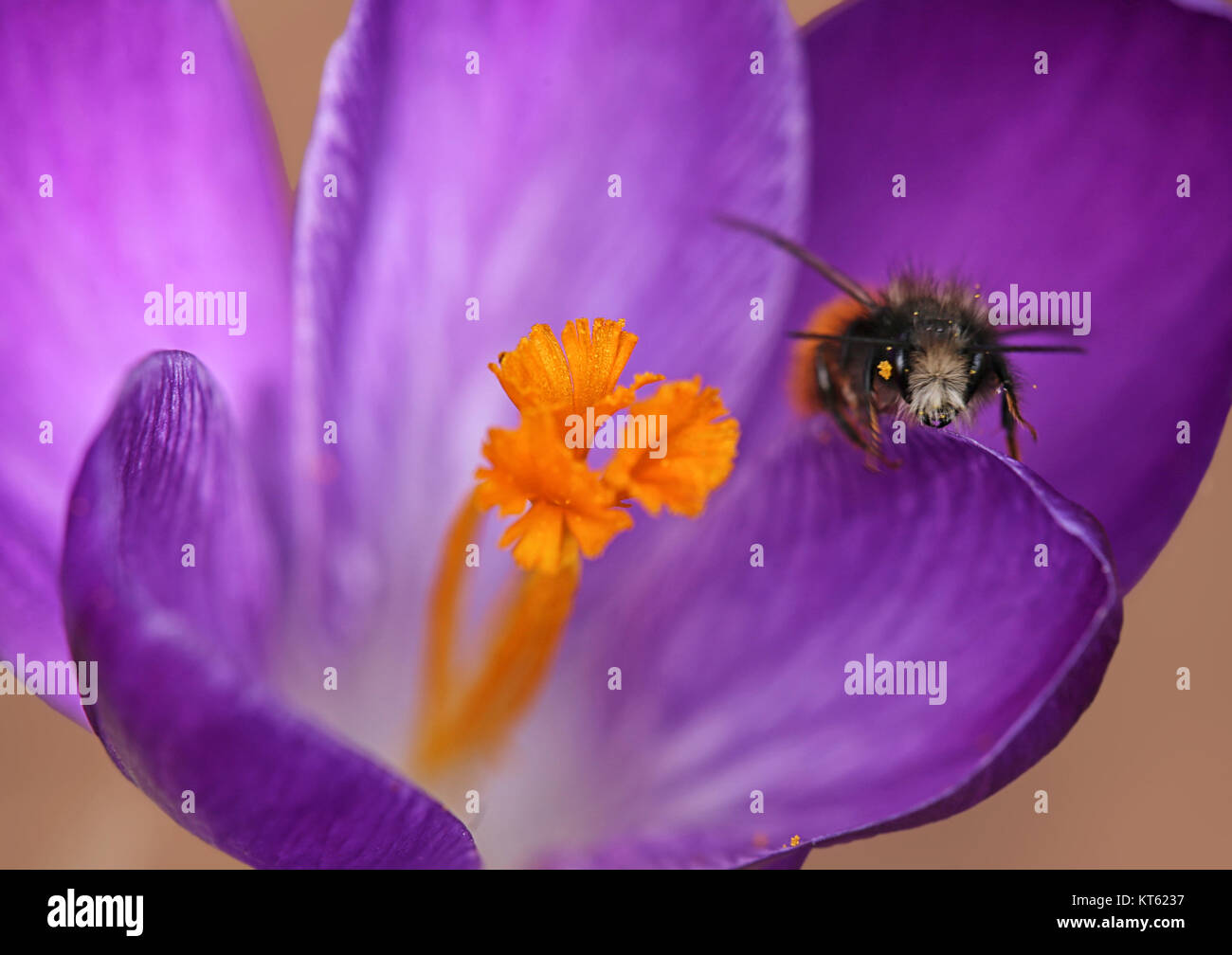 horned mason bee osmia cornuta flies on purple crocus Stock Photo - Alamy