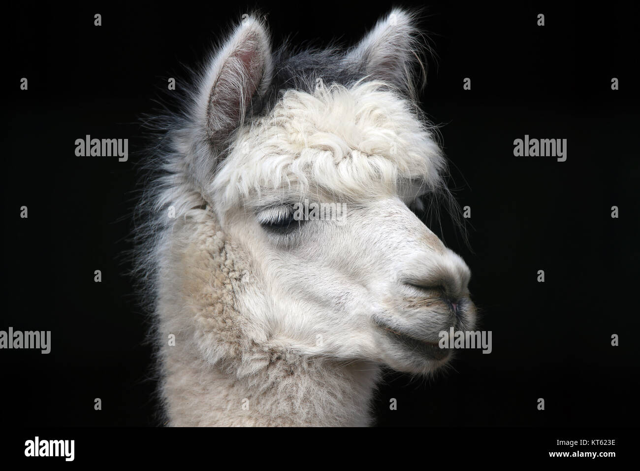 Angry Black Llama