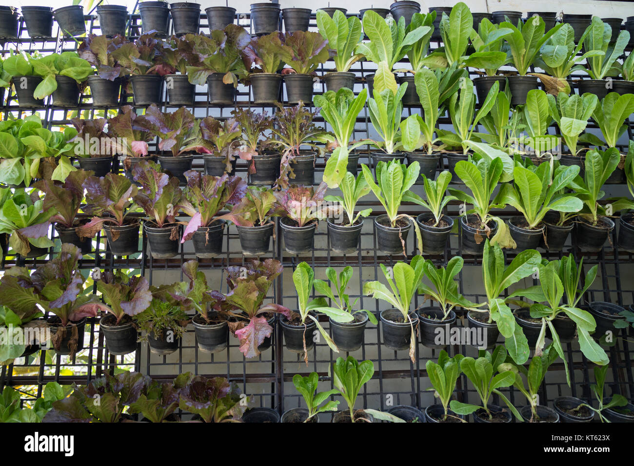 Vertical Garden Of Green Vegetable Wall Stock Photo - Alamy