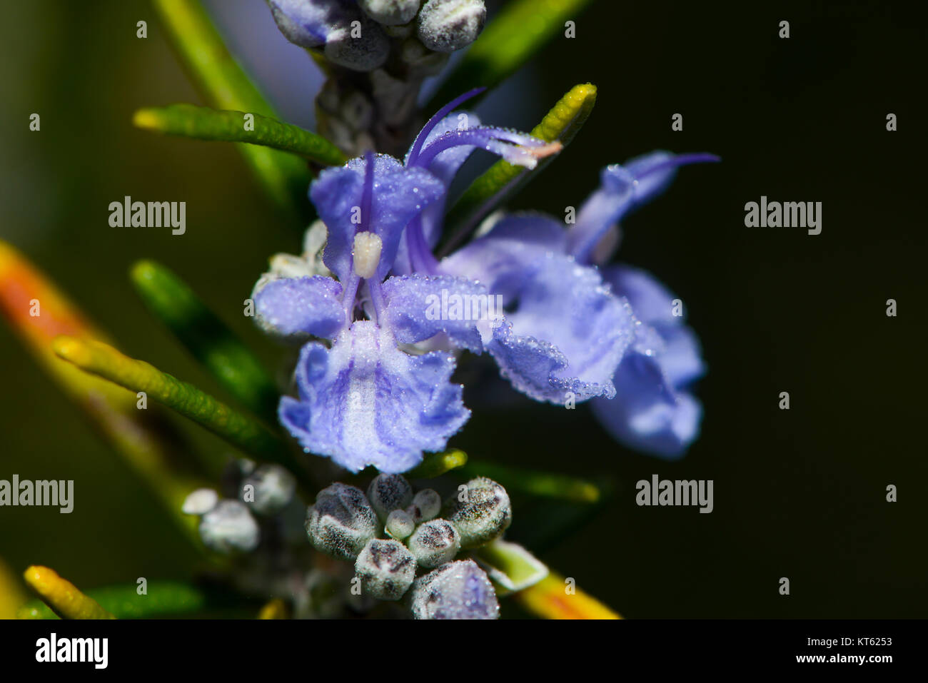blue snapdragon flowers Stock Photo - Alamy