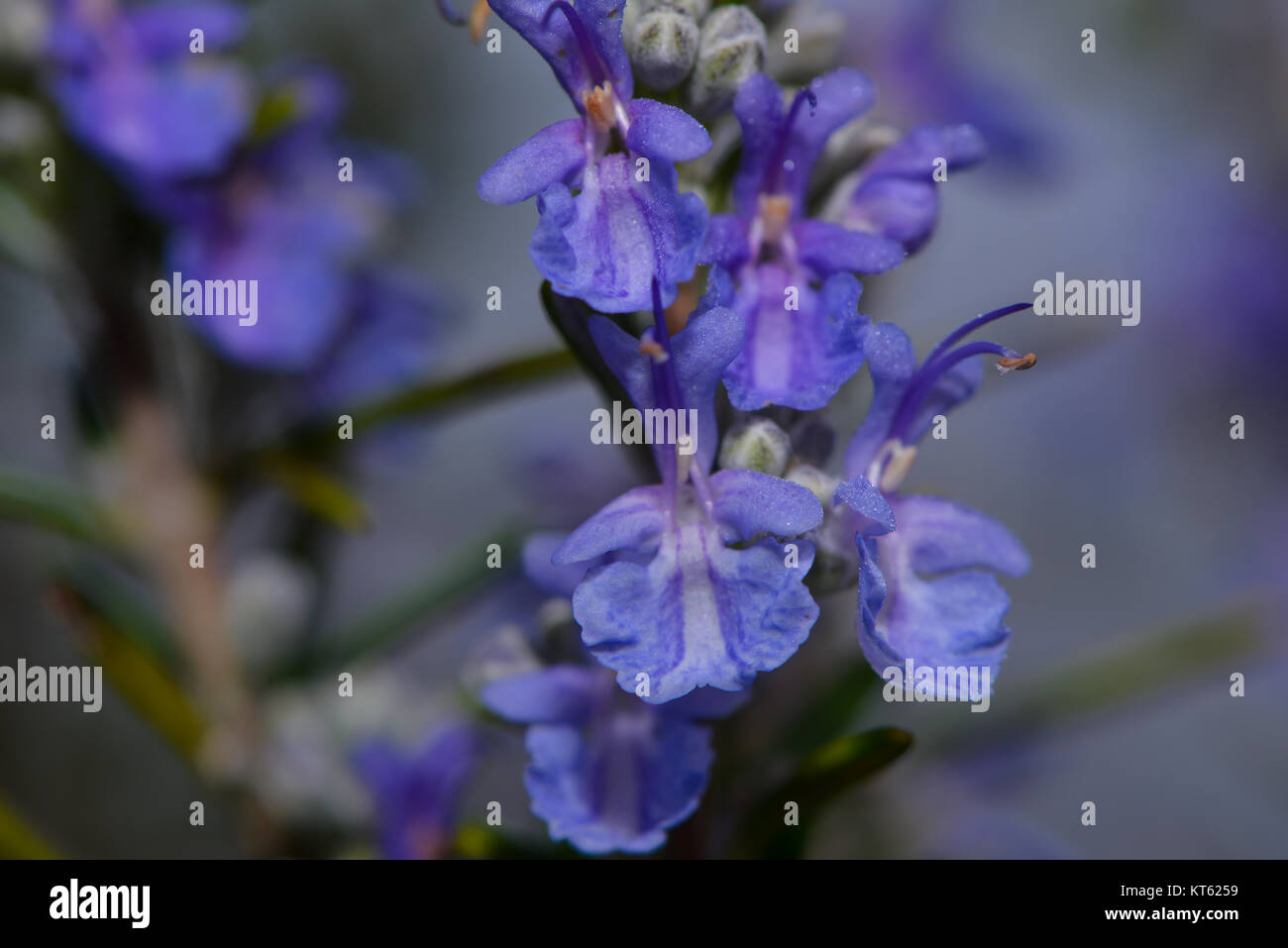 blue snapdragon flowers Stock Photo - Alamy