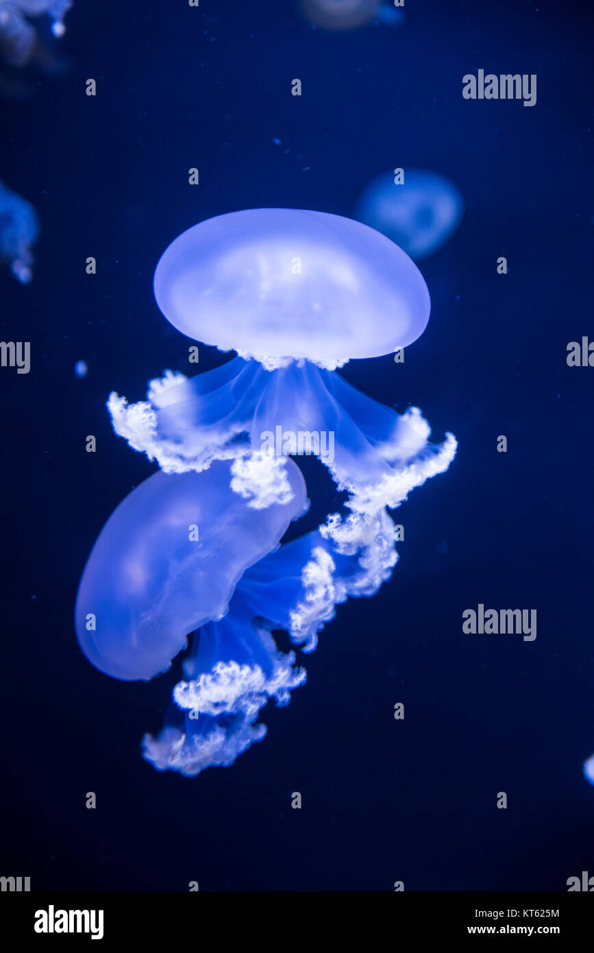 Kamo Aquarium, Tsuruoka City, Yamagata Prefecture, Japan Stock Photo - Alamy