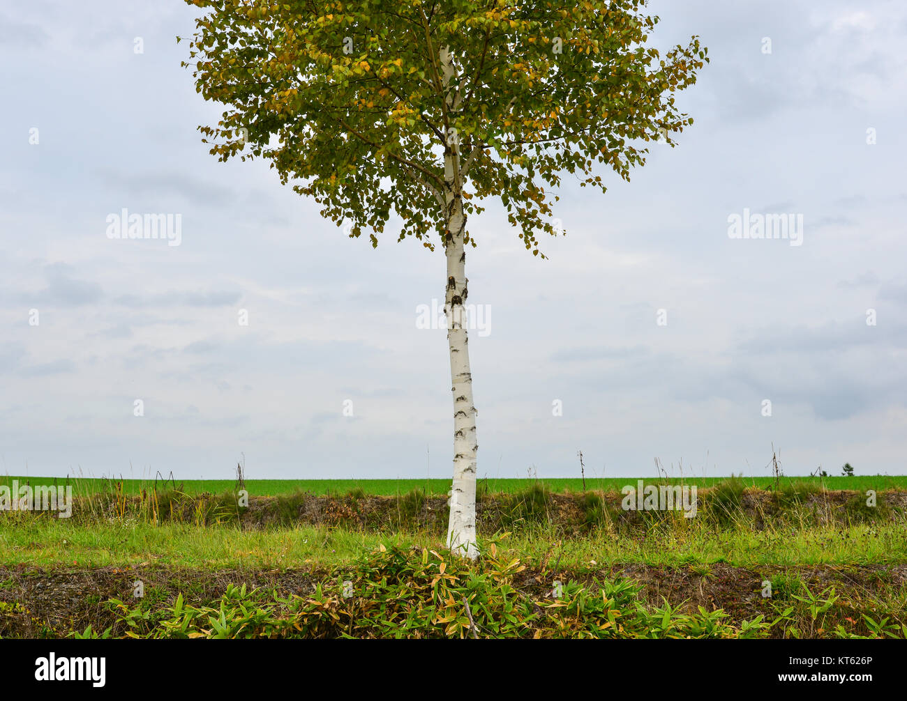 A lonely tree at autumn in Furano, Hokkaido, Japan Stock Photo - Alamy