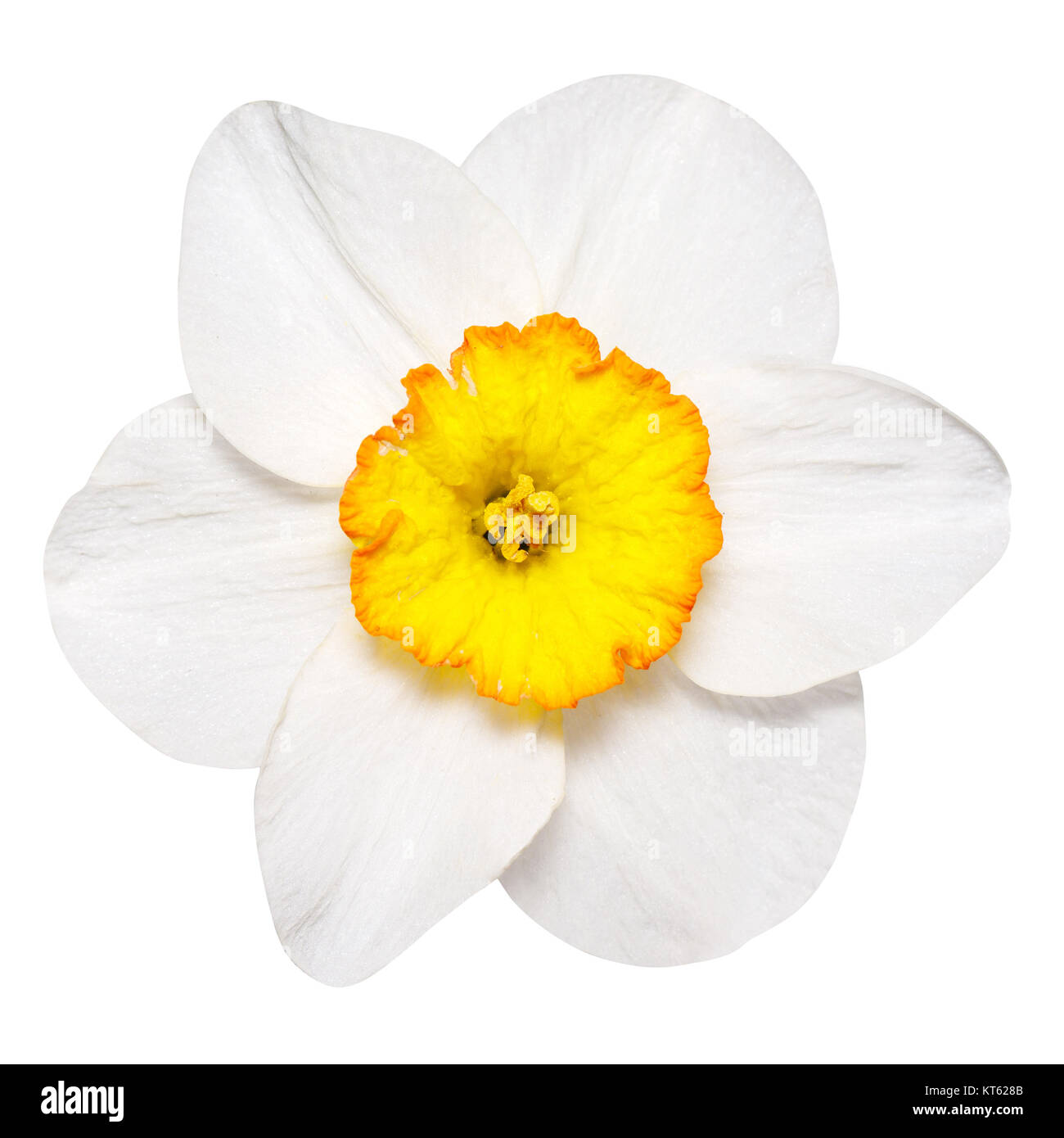 Flower narcissus, isolated on white background Stock Photo - Alamy