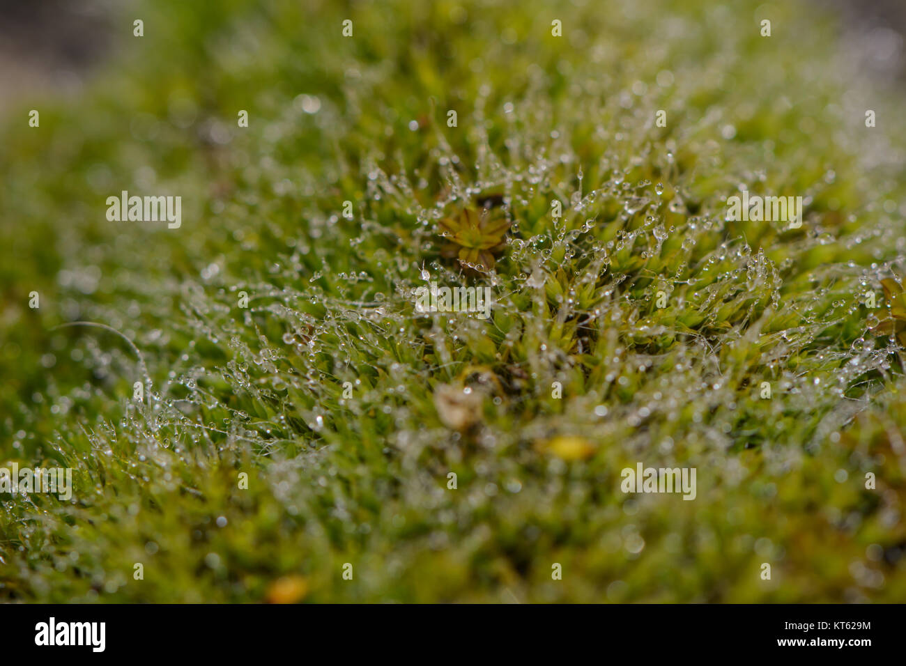 dew drops on moss Stock Photo - Alamy