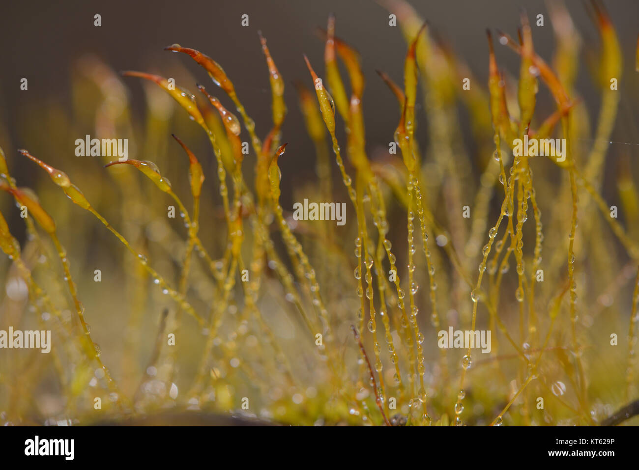 Heavenly dew hi-res stock photography and images - Alamy