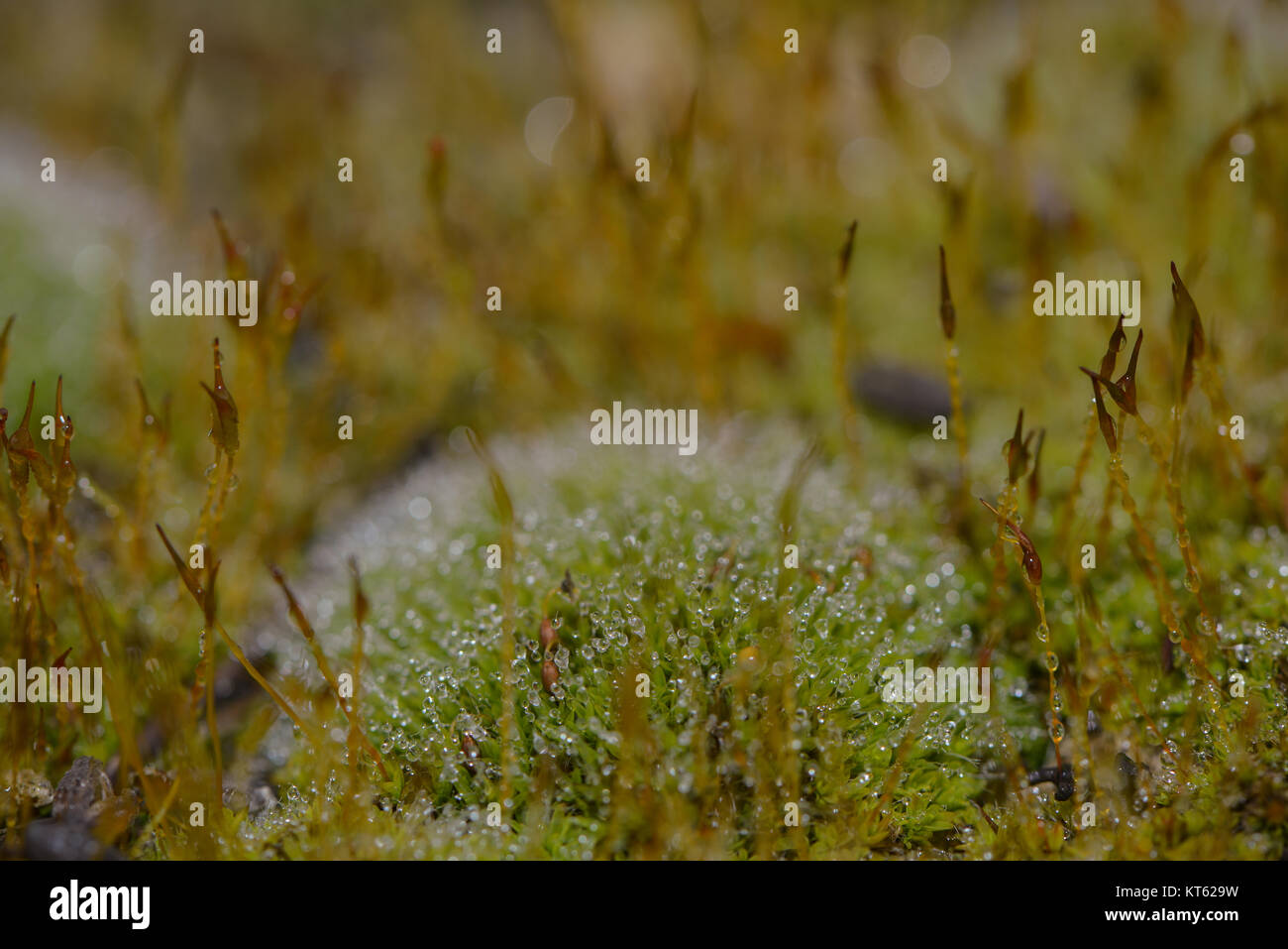 dew drops on moss Stock Photo - Alamy