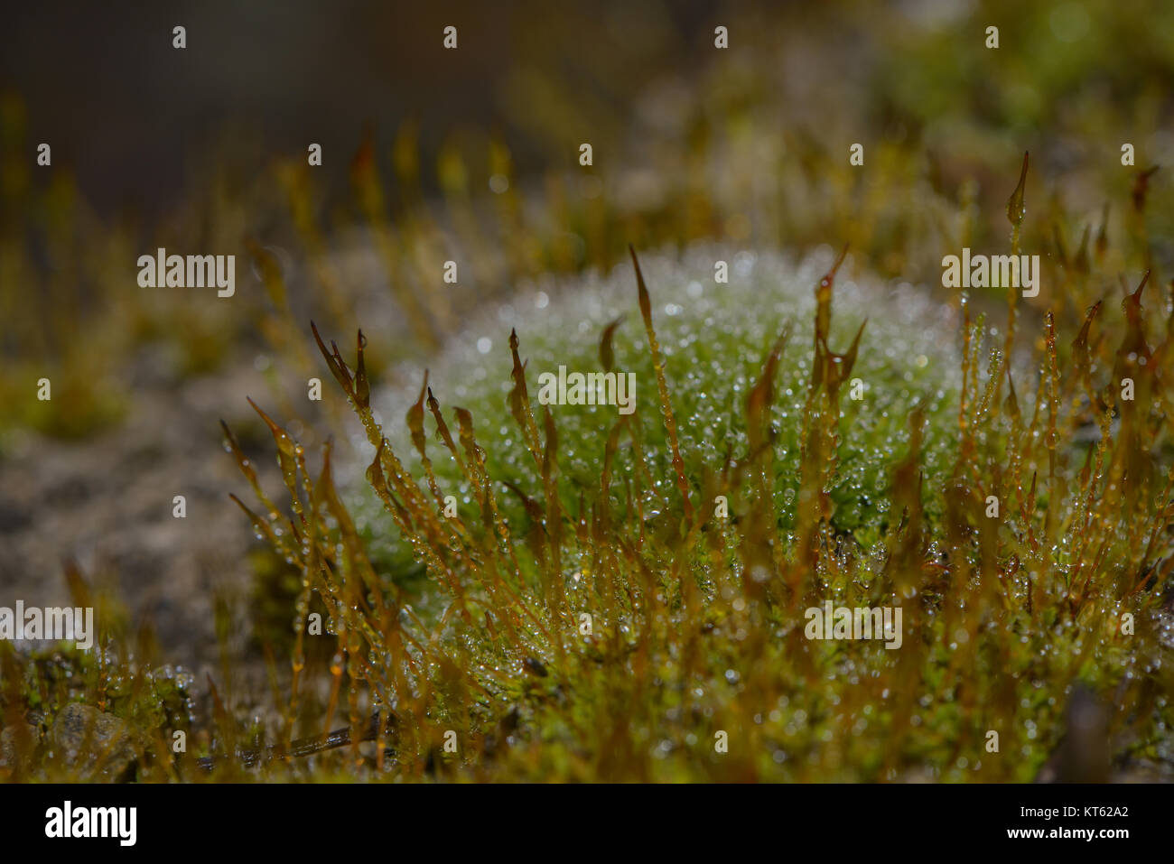 dew drops on moss Stock Photo - Alamy