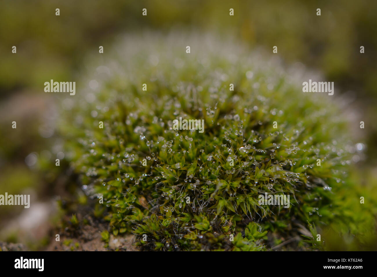 dew drops on moss Stock Photo - Alamy