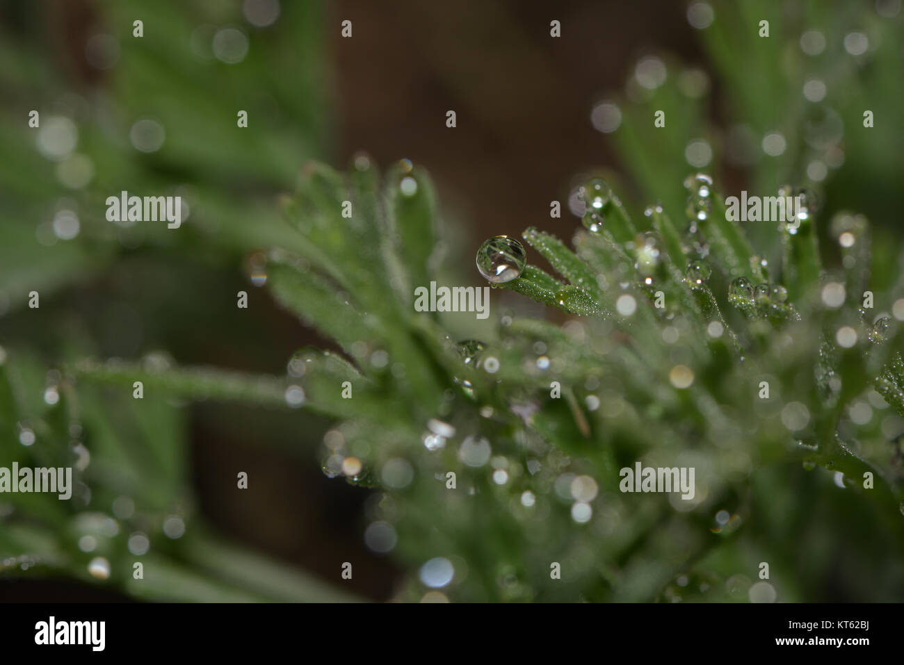 morning dew in the meadow Stock Photo - Alamy