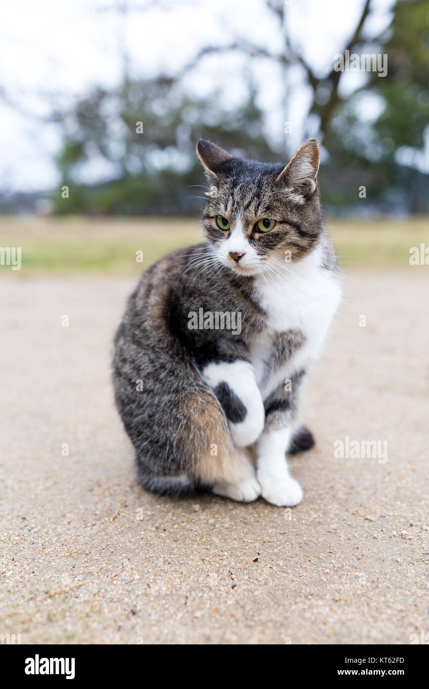 Lovely cat hand picking up Stock Photo - Alamy
