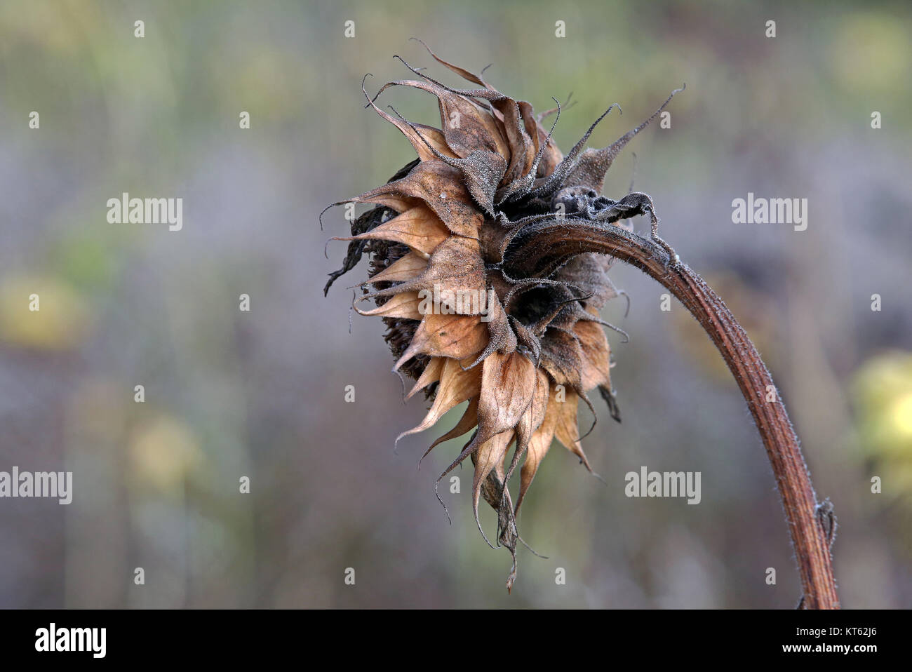 Decayed sunflower hi-res stock photography and images - Alamy
