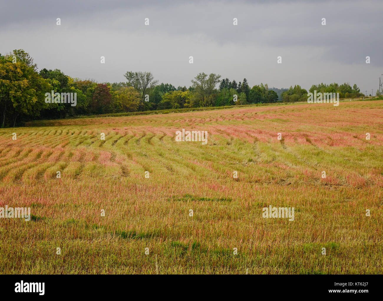 Grass field at autumn in Biei Township, Hokkaido, Japan Stock Photo - Alamy