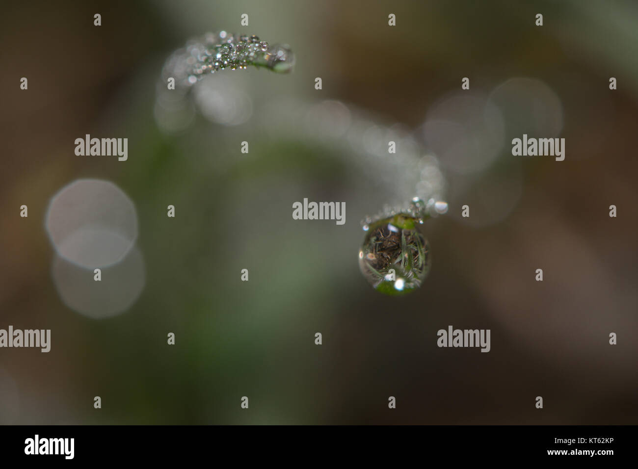 morning dew in the meadow Stock Photo - Alamy