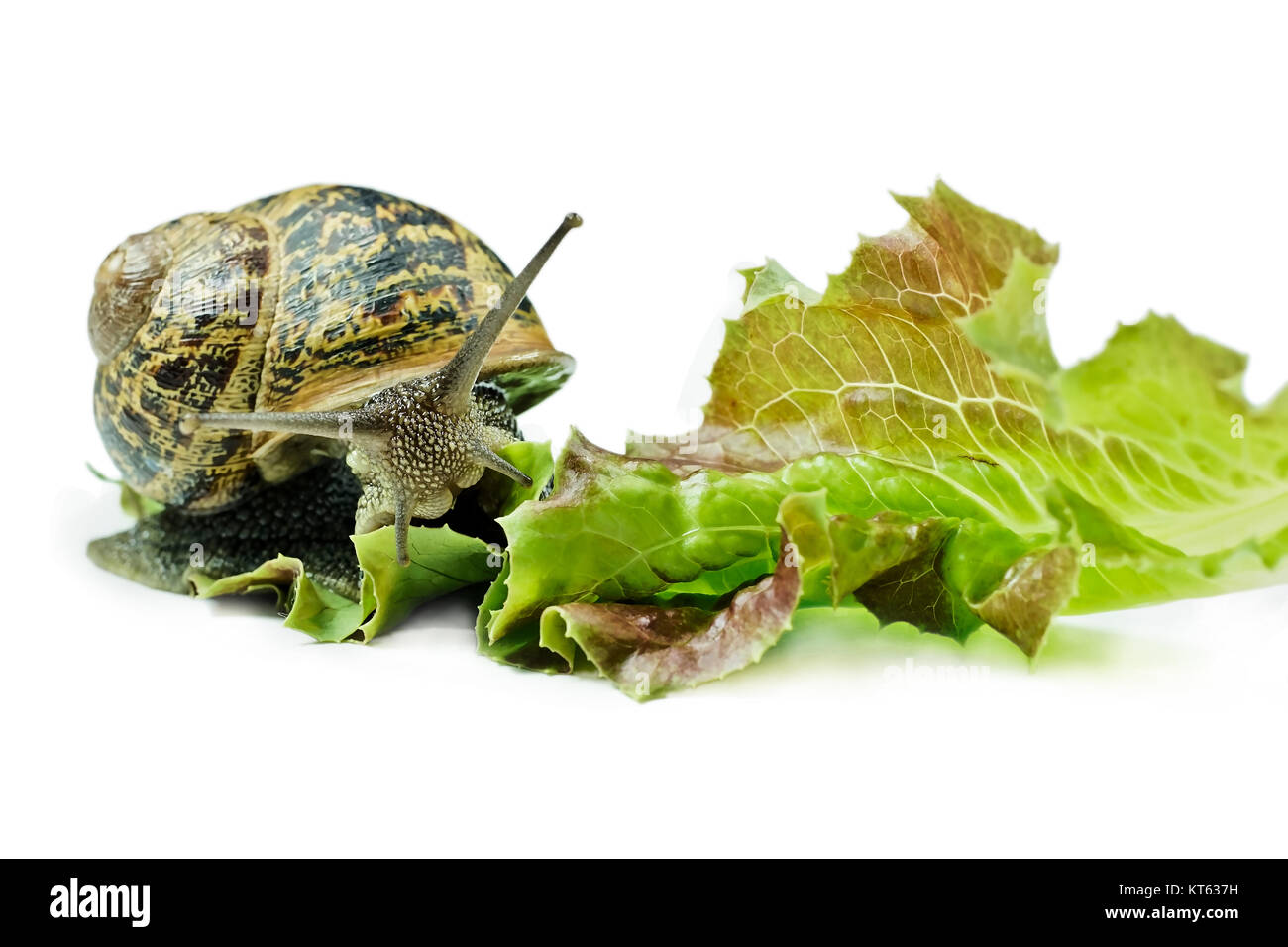 Snail salad hi-res stock photography and images - Alamy
