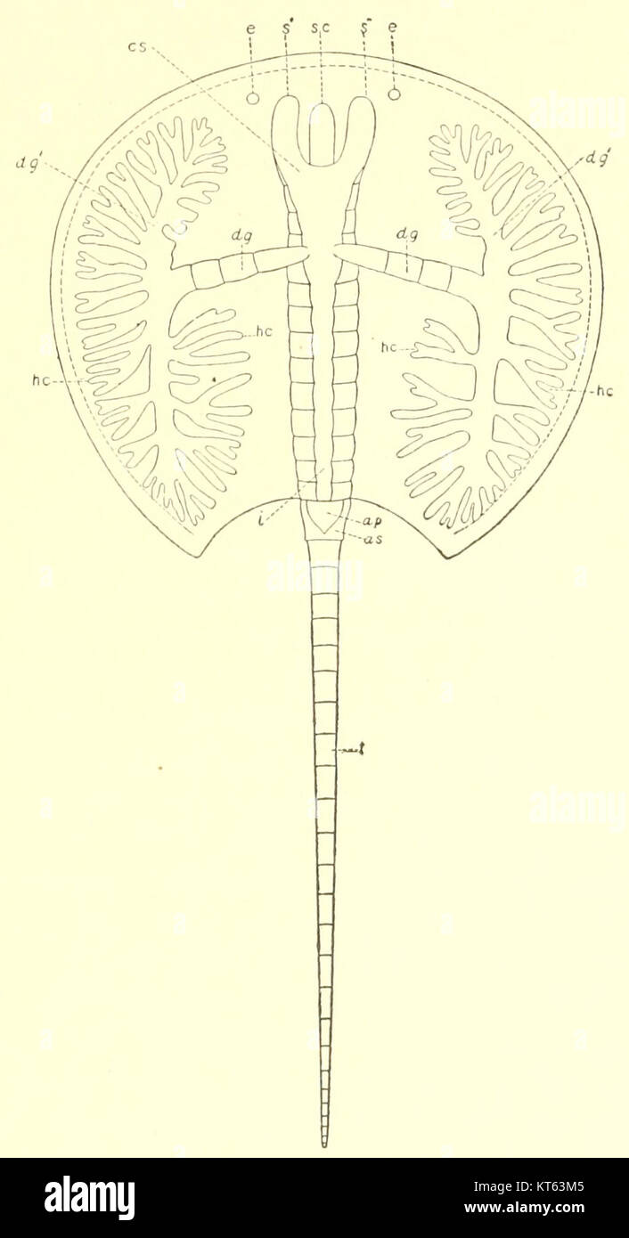 This figure from Volume 85, Number 3 of the Smithsonian Miscellaneous ...