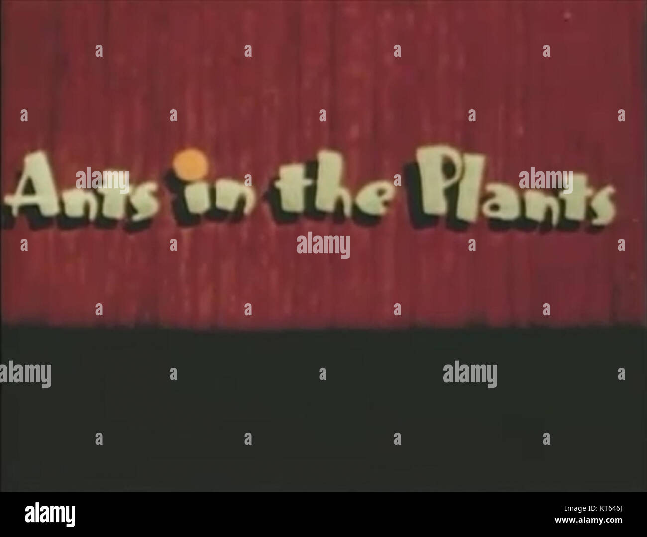 Ants in the Plants Stock Photo - Alamy