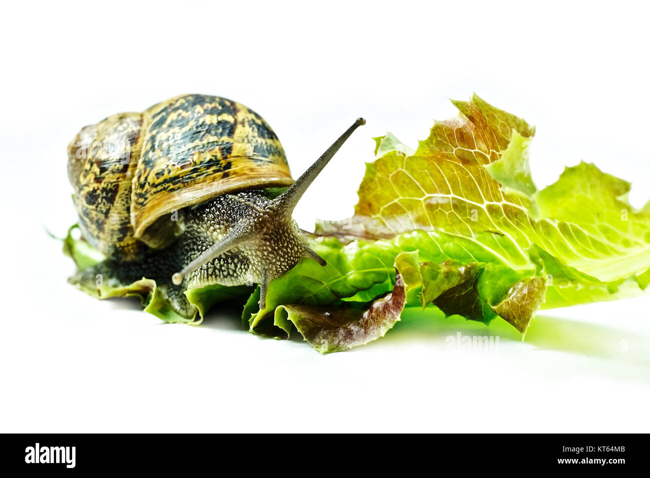 Snail salad hi-res stock photography and images - Alamy