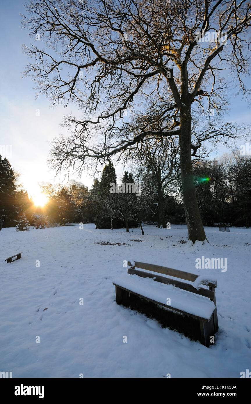 Snowy dawn scene at Westonbirt Arboretum, Gloucestershire, England ...