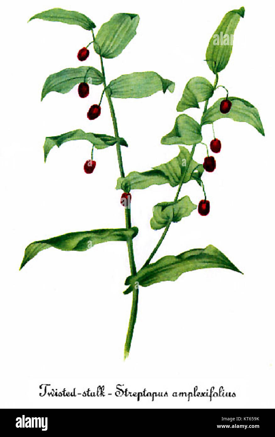 Streptopus amplexifolius, commonly known as twisted stalk, is depicted ...