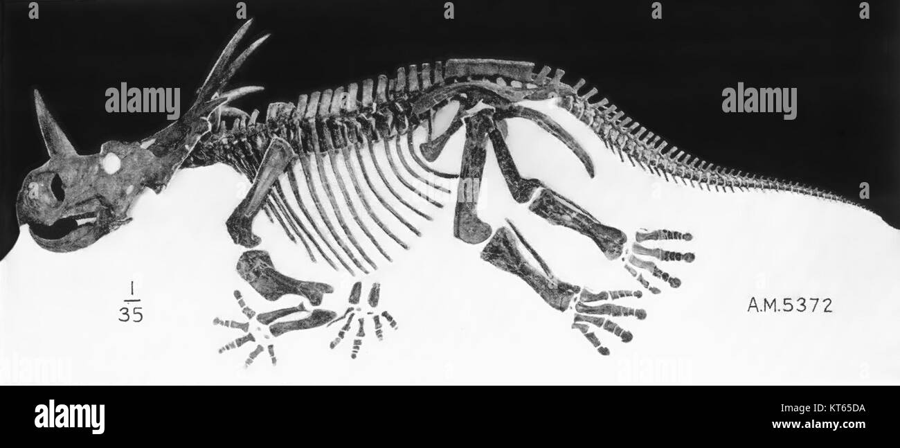 The Styracosaurus skeleton on display at the American Museum of Natural ...