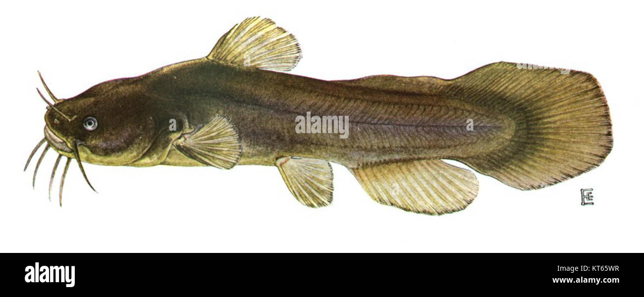 Catfish for wildlife conservation hi-res stock photography and images ...