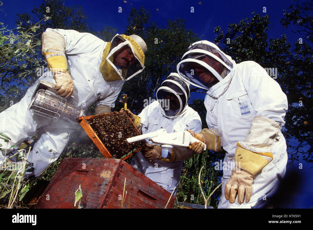 Apis mellifera scutellata 1322051 Stock Photo - Alamy