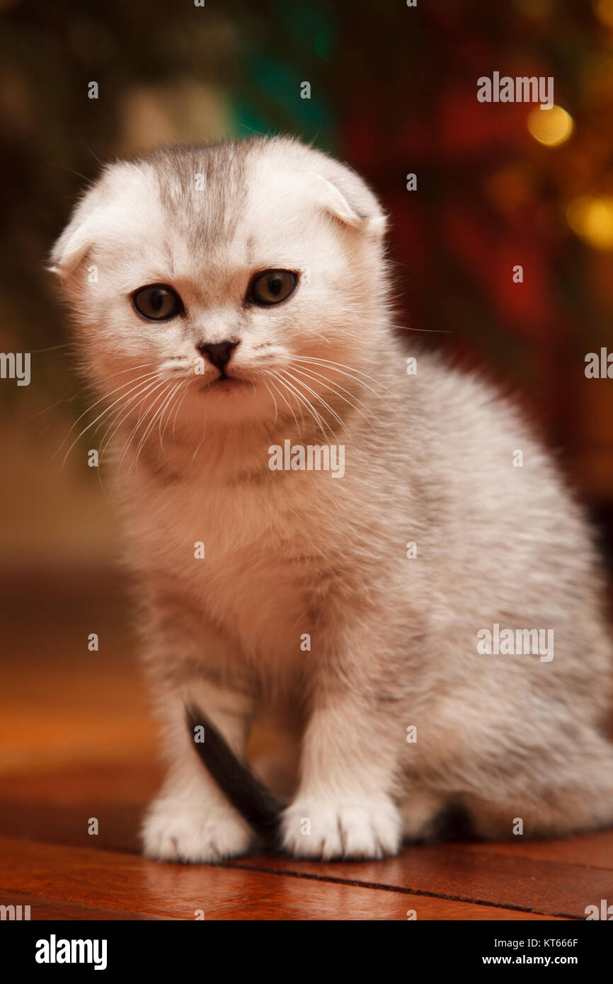 small and beautiful grey scottish fold kitten in room Stock Photo - Alamy