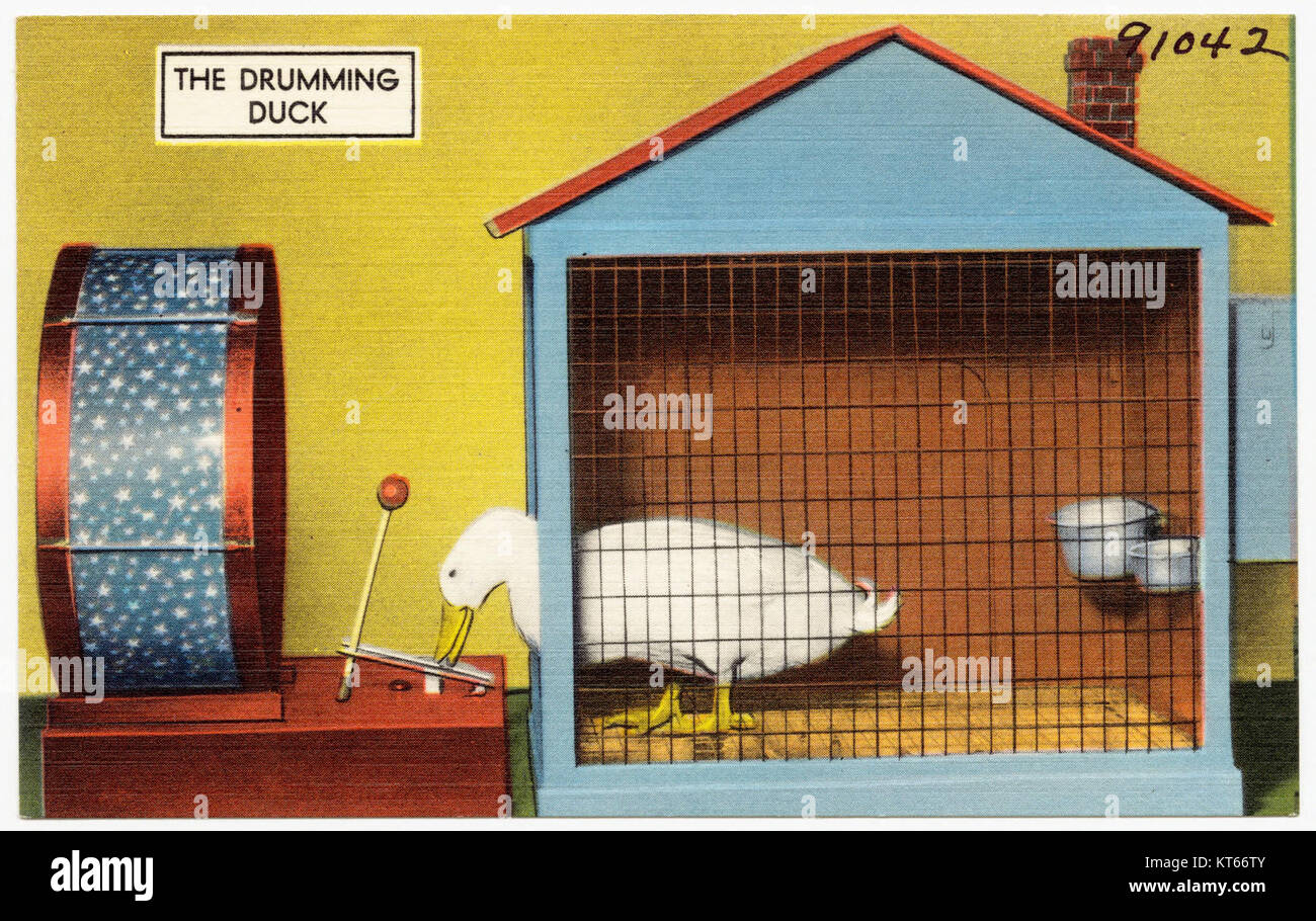 The Drumming Duck (91042) is a mechanical toy designed to mimic the ...