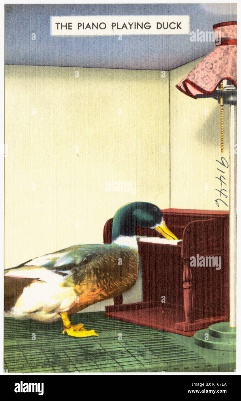 The Piano Playing Duck (91446 Stock Photo - Alamy