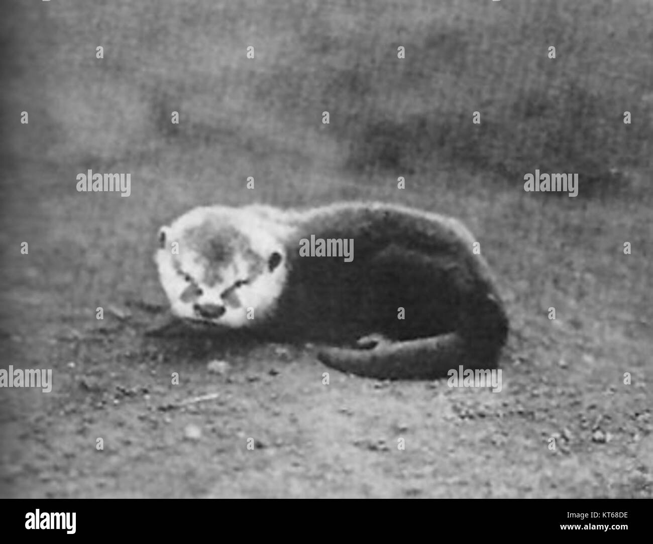 The toeless otter is a rare species from the Belgian Congo, noted for ...