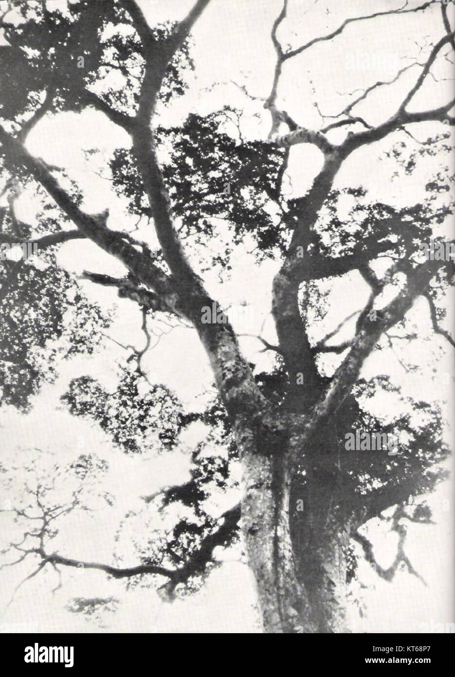 Kalungi hi-res stock photography and images - Alamy