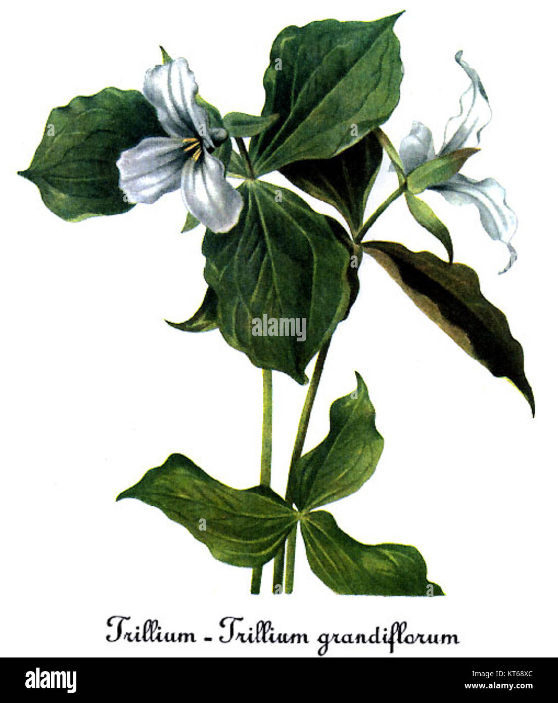 Trillium illustration hi-res stock photography and images - Alamy