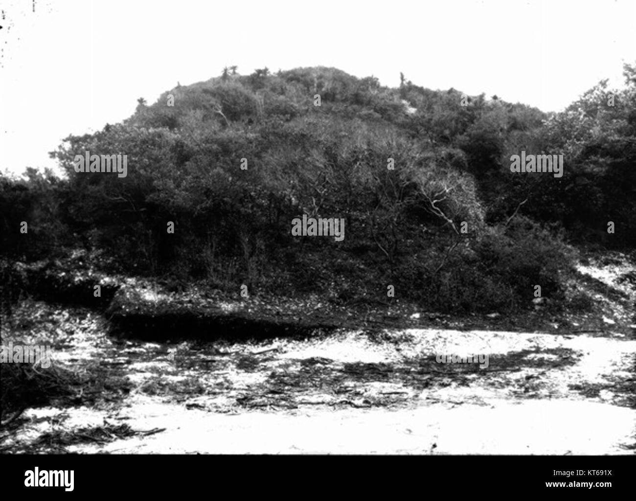 Turtle Mound is an ancient archaeological site in Florida, USA, known ...