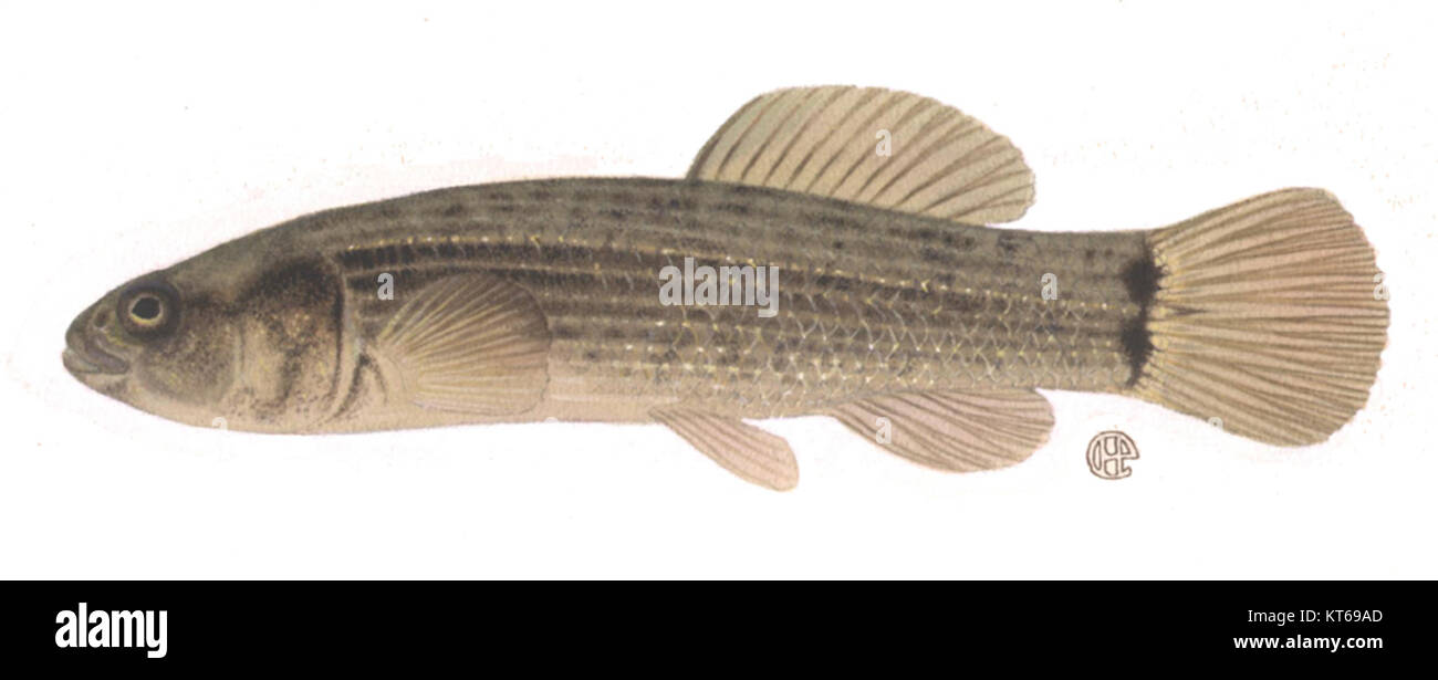 Umbra pygmaea hi-res stock photography and images - Alamy