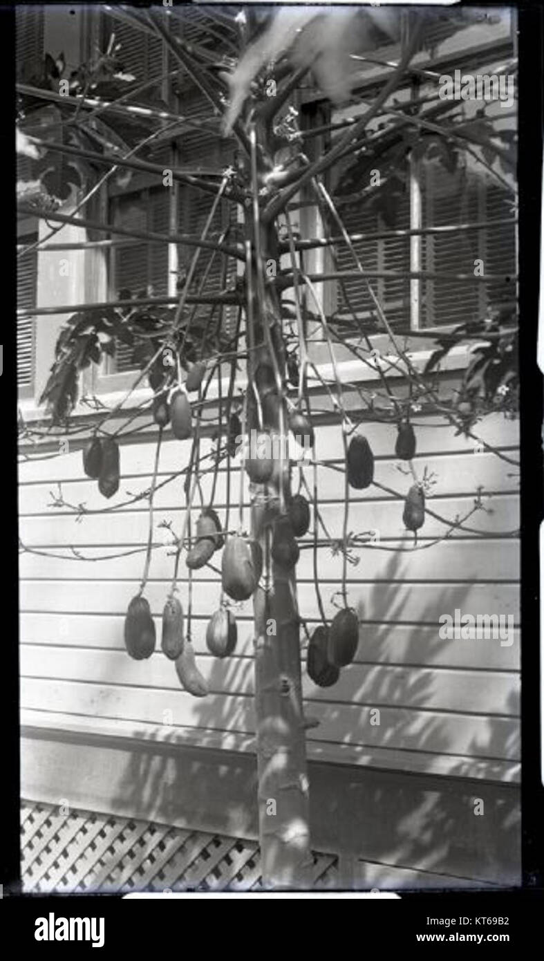 A photograph of an unidentified fruit tree, taken by Brother Bertram ...