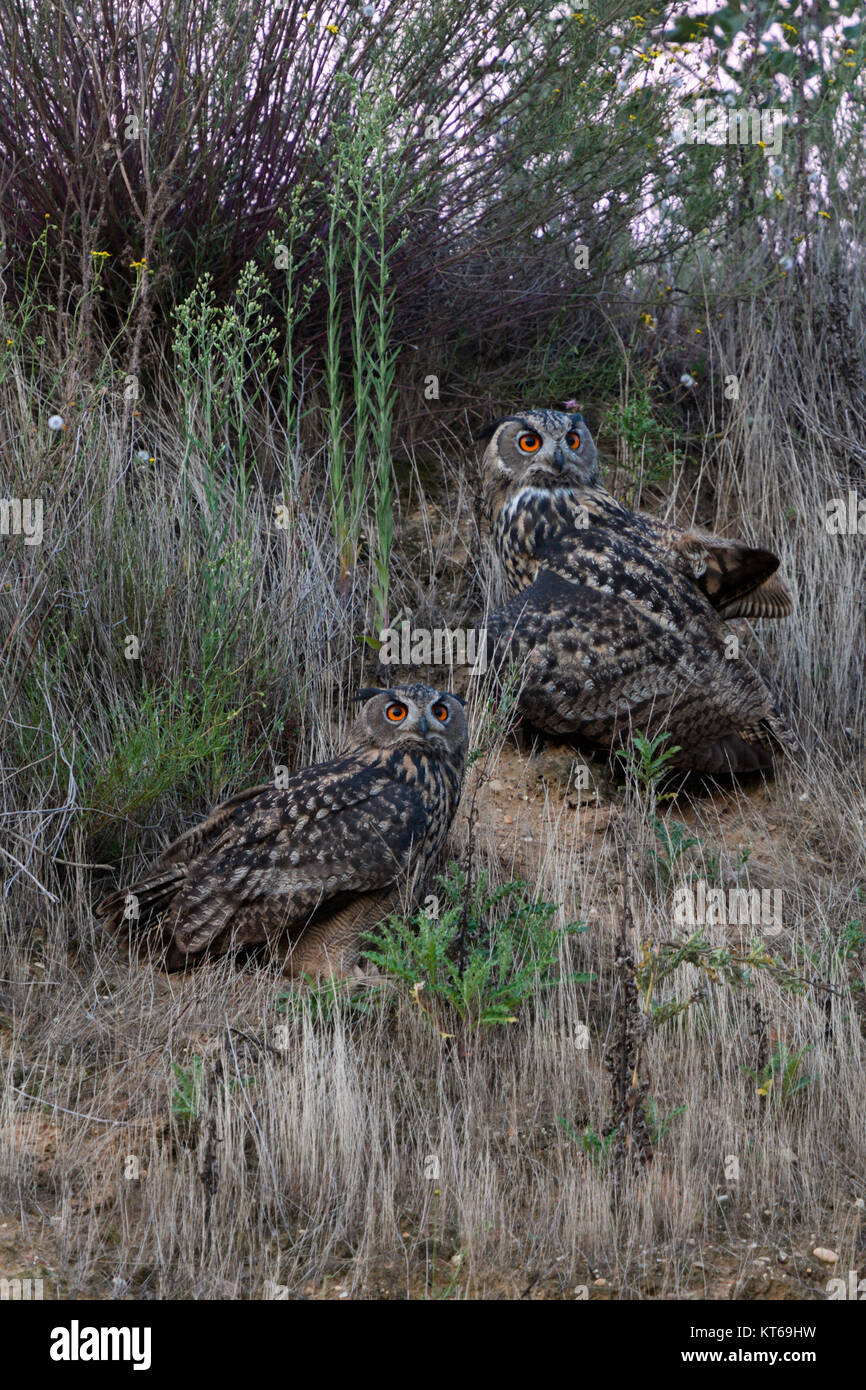 Eurasian Eagle Owls / Uhus ( Bubo bubo ) sitting in dry grass in a ...