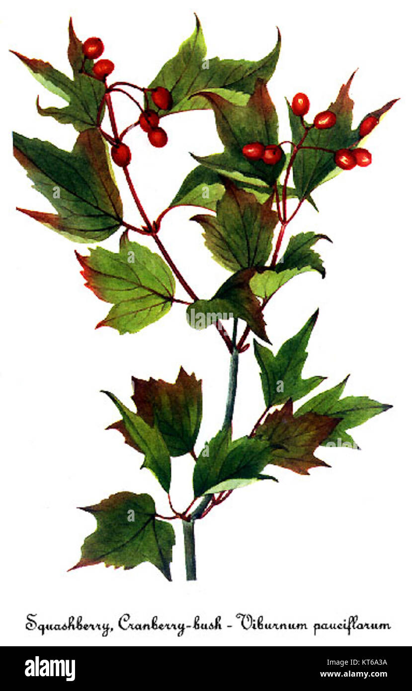 Botanical illustration detailing Cut Out Stock Images & Pictures - Alamy