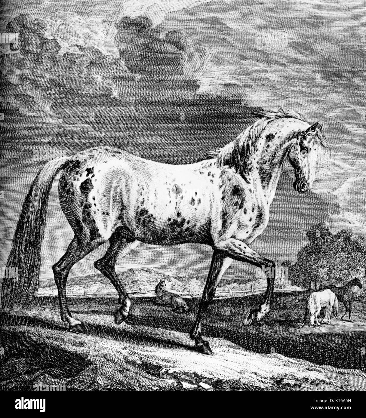 The Vienna Spotted Stallion is a distinguished horse breed known for ...