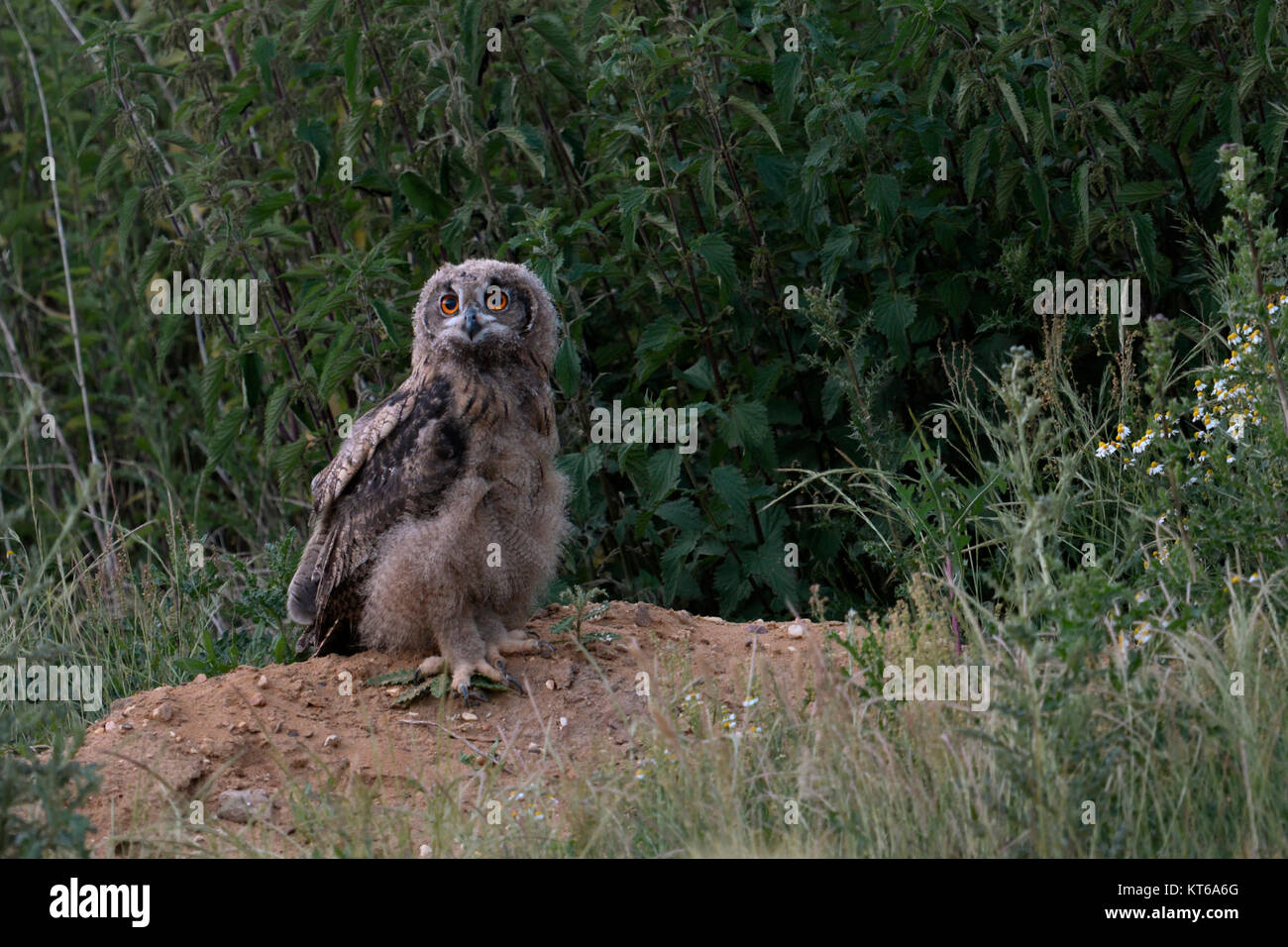 Eurasian Eagle Owl ( Bubo bubo ), young bird, standing exposed on a ...