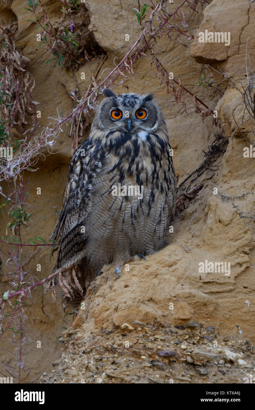 Eurasian Eagle Owl / Europaeischer Uhu ( Bubo bubo ), young bird ...