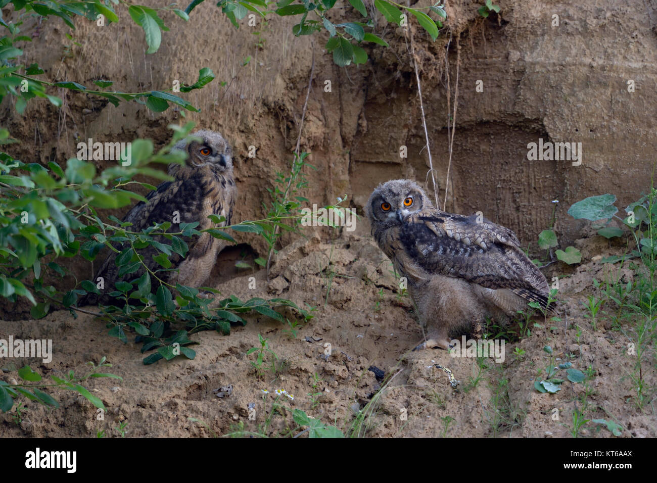 Owl owls hi-res stock photography and images - Alamy