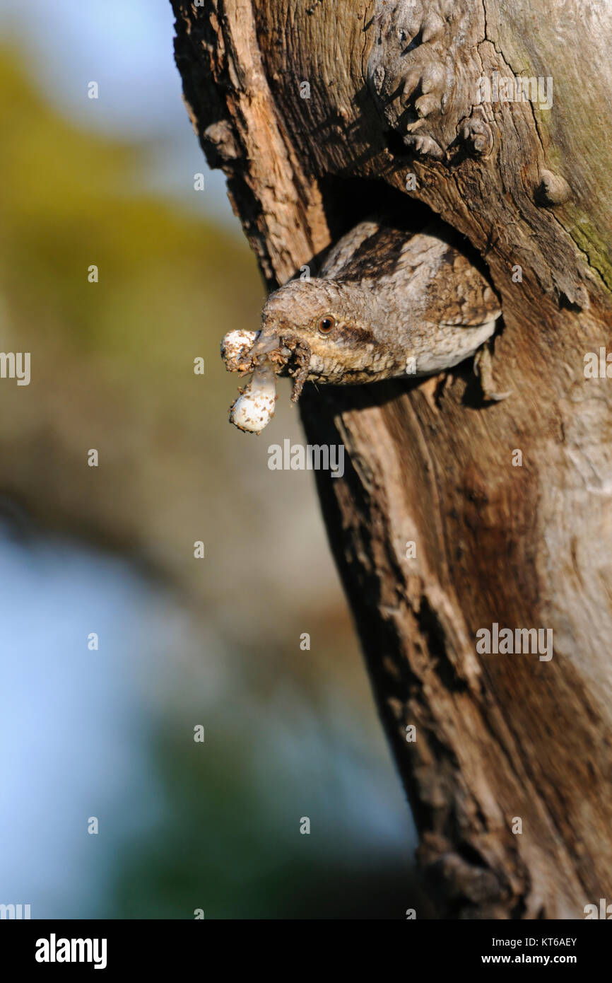 Bird with fecal sac hi-res stock photography and images - Alamy