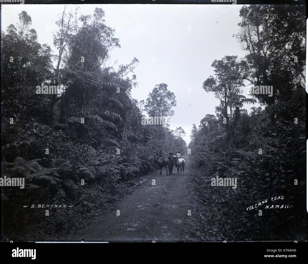 This photograph captures a view of Volcano Road in Hilo, Hawaii, taken ...