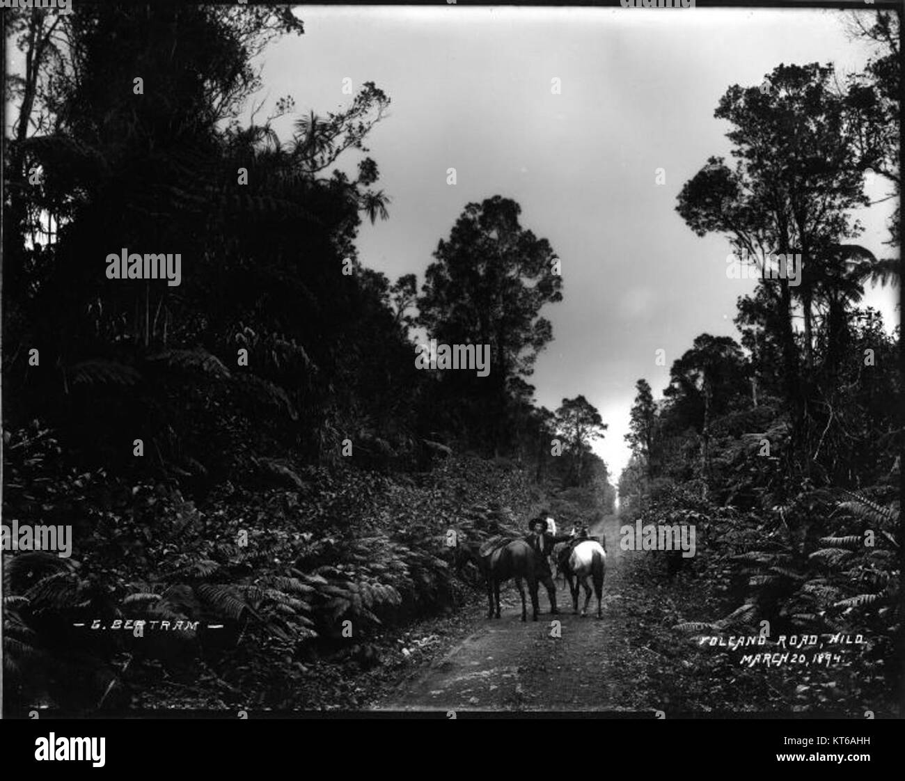 This photograph taken by Brother Bertram showcases Volcano Road in Hilo ...