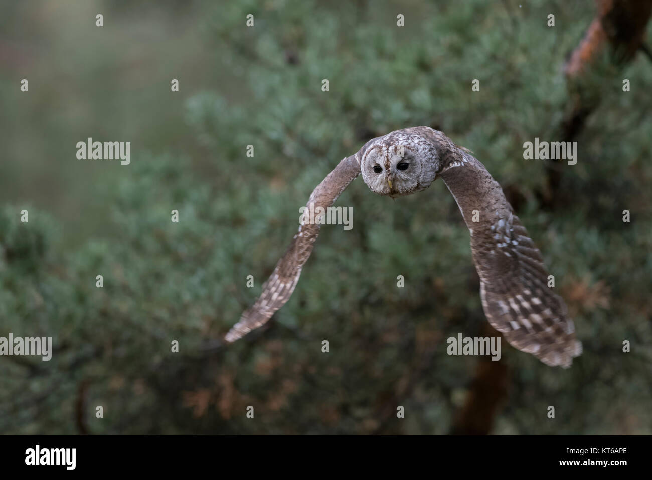 Tawny owl flying prey hi-res stock photography and images - Alamy