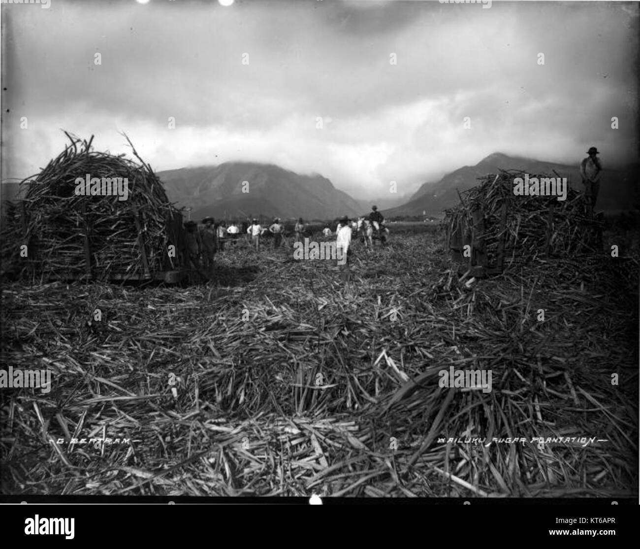 Sugar plantation workers hawaii hi-res stock photography and images - Alamy