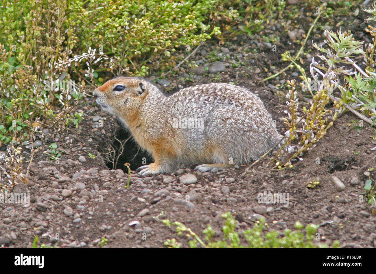 The Arctic Ground Squirrel (Spermophilus parryii) is native to the ...