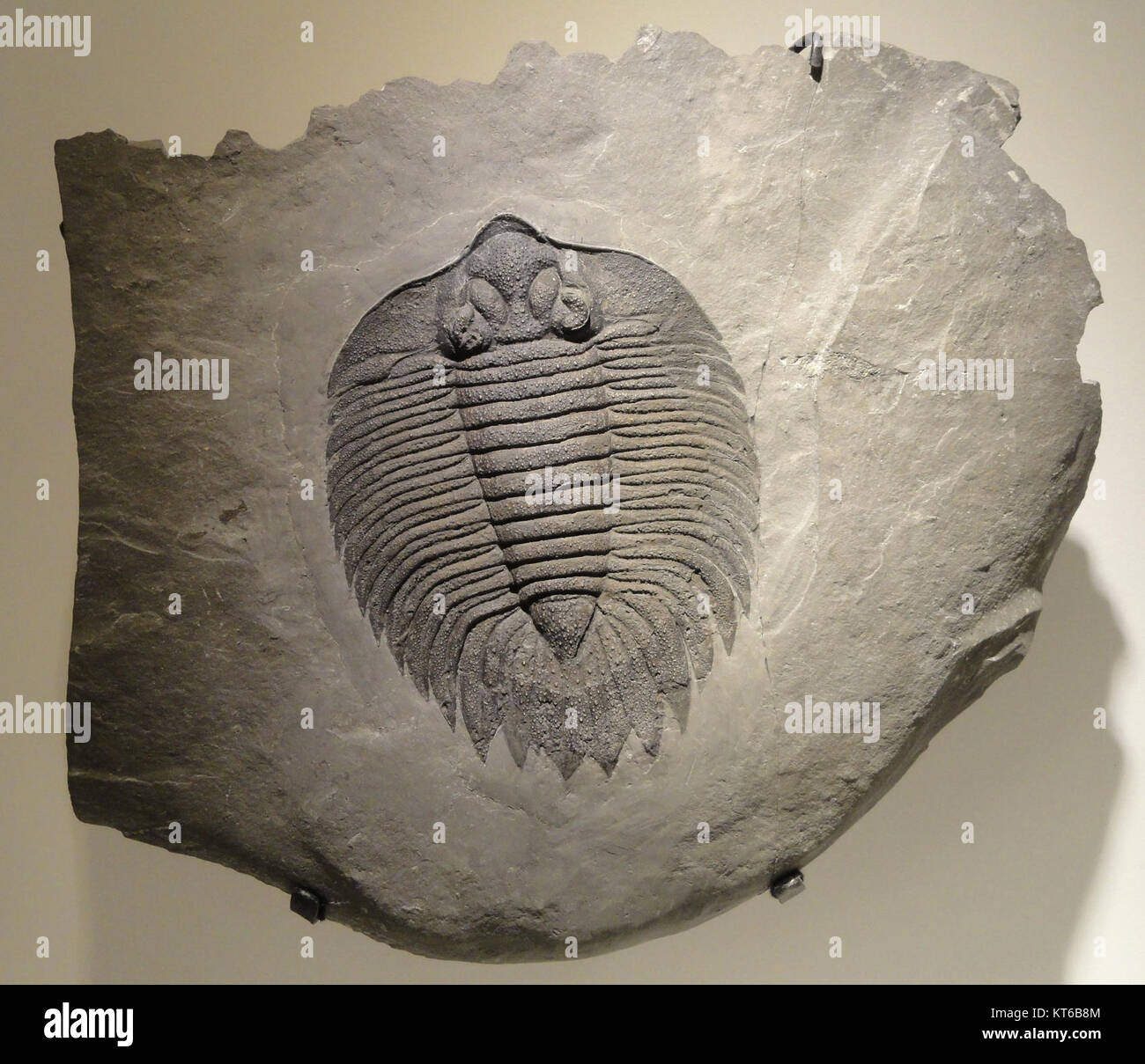 Rochester shale hi-res stock photography and images - Alamy