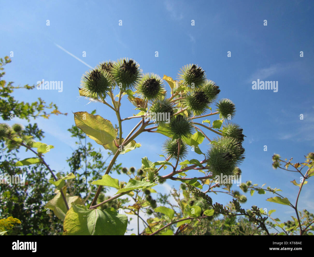 Ancient lappa hi-res stock photography and images - Alamy